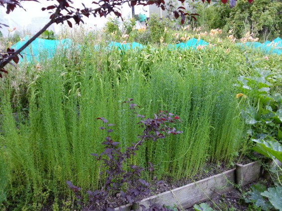 Learning the Ropes - The manufacturing process of growing rope from ...